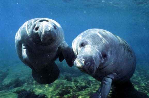 ADORO ANIMAIS: O Manatim